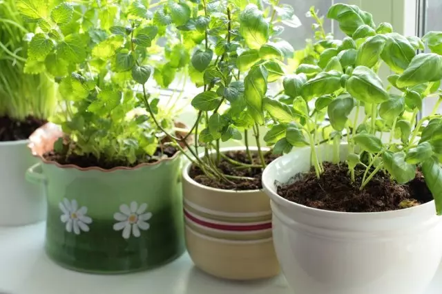 Albahaca en la ventana