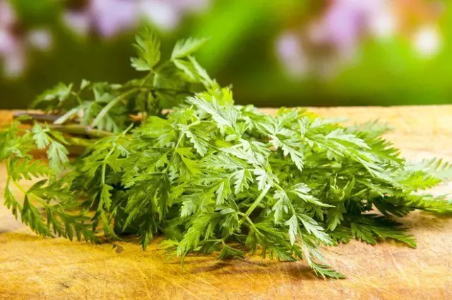 Chervil