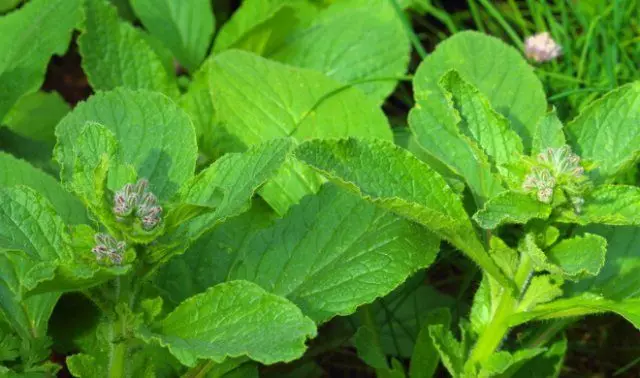 Borago.