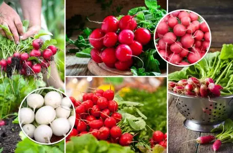 How to grow radishes in the summer - half a year of continuous crop