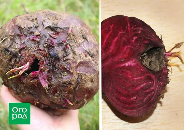 Why the beet cracks and how to prevent it