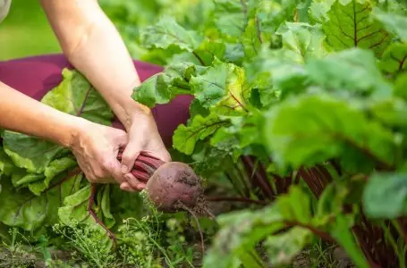 Hvers vegna rófa sprungur og hvernig á að koma í veg fyrir það 6363_5