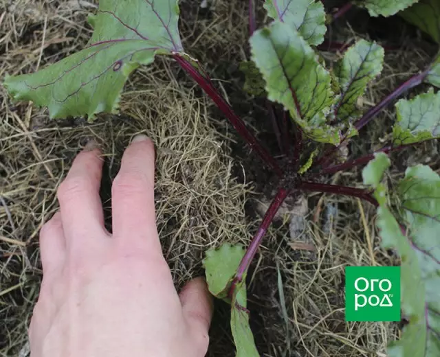 Mulching grocery