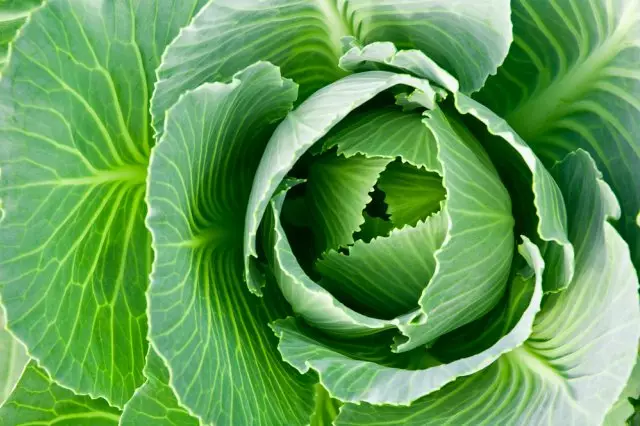 Why do not tied kochens on the cabbage and how to fix it?