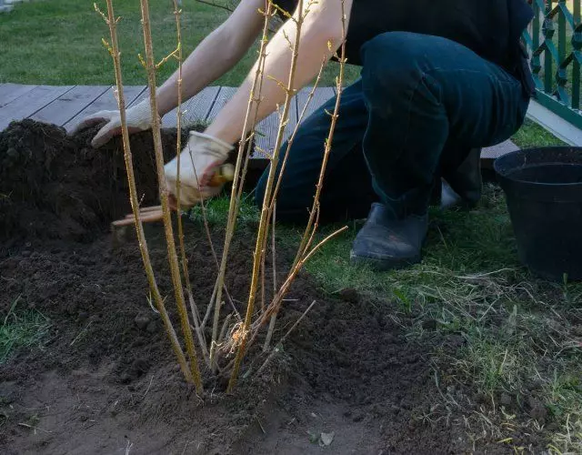 Skambėjimas krūmui su dirvožemio pakeitimu