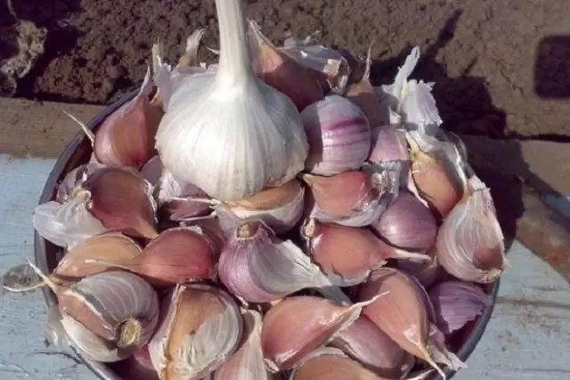 Garlic Bogatyr.