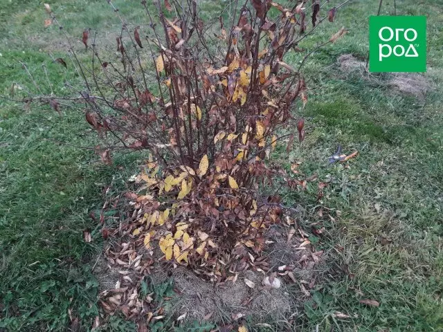 Vuli trimming ya honeysuckle.