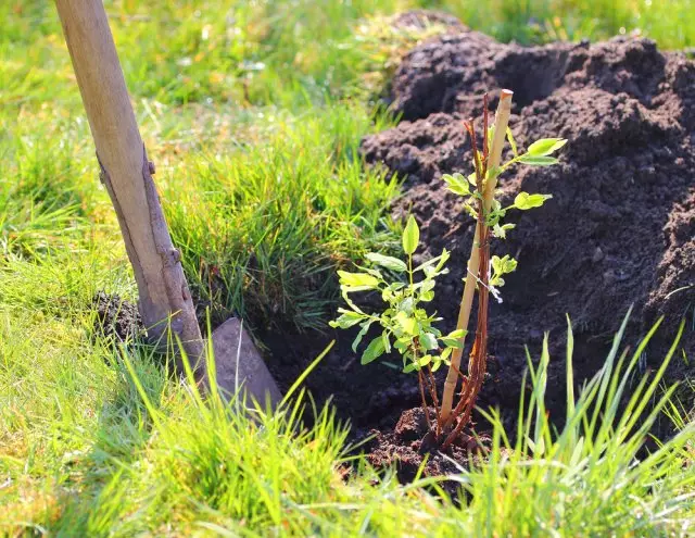 Planter le chèvrefeuille