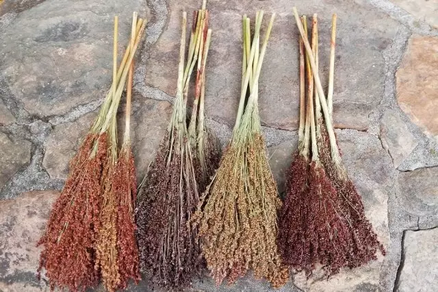 How to grow and tie a broom of sorghum: instruction with video