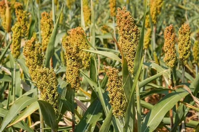 Sorghum am Fotosfeld