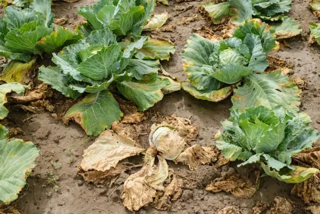 Cabbage diseases