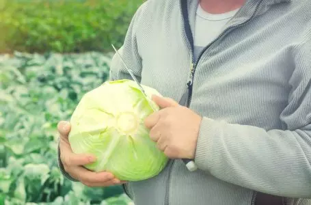 Why delete lower leaves in cabbage 6374_12