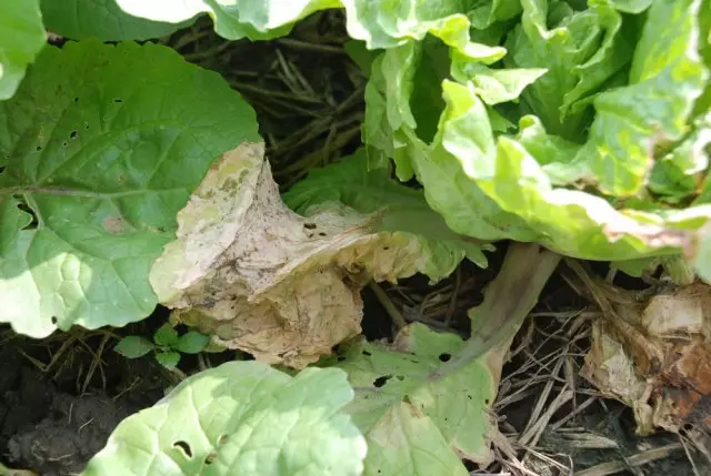 Dry leaves on cabbage