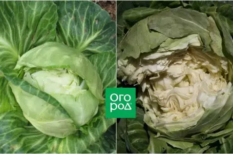 Why delete lower leaves in cabbage 6374_8