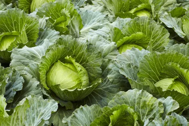 Cabbage on Groke