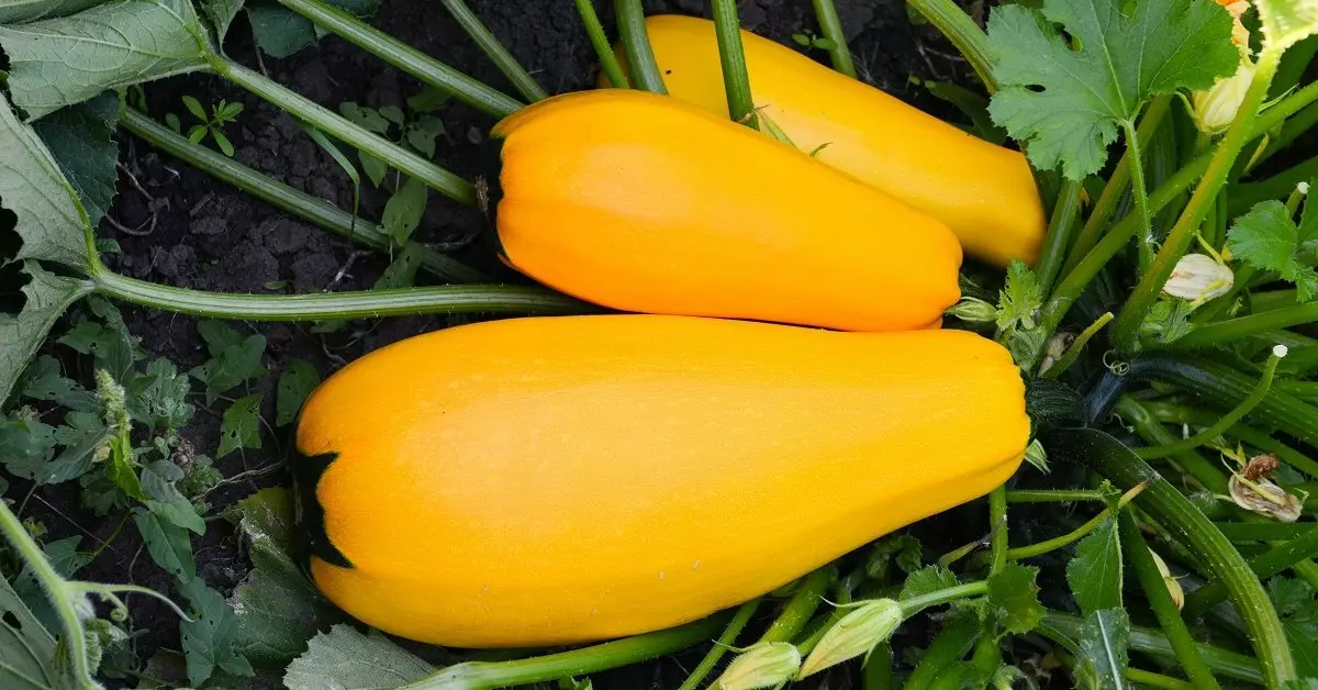 Best grades and hybrids of zucchini for open soil