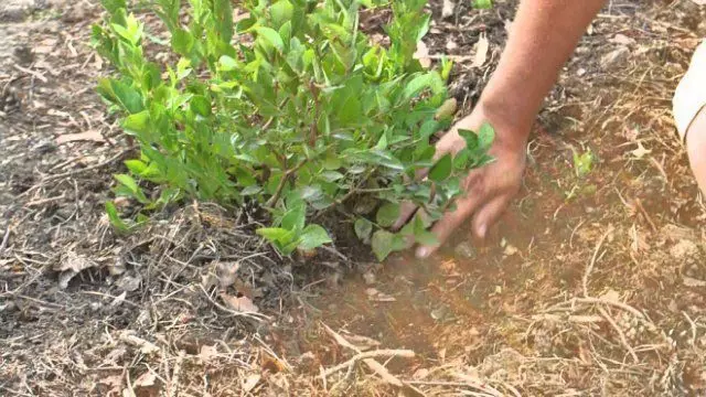 Chăn nuôi Blueberry.