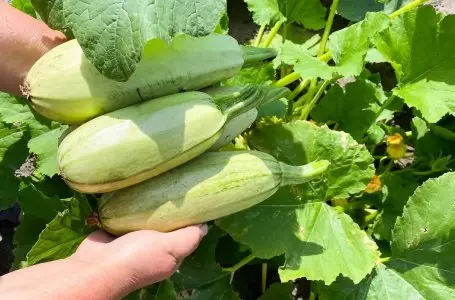 Warum ist der Zucchini-Stich, wie man es vermeiden kann? 6385_15