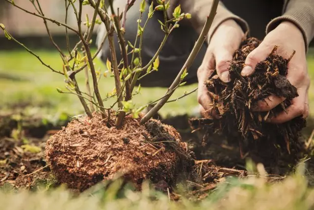 Ama-blueberries ama-mulching