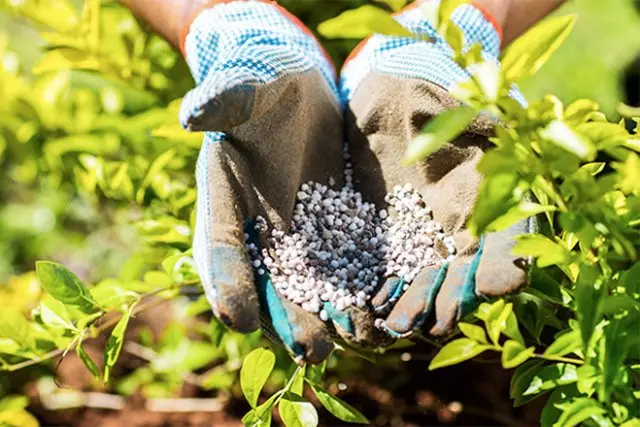 Fertilizantes por blueberries