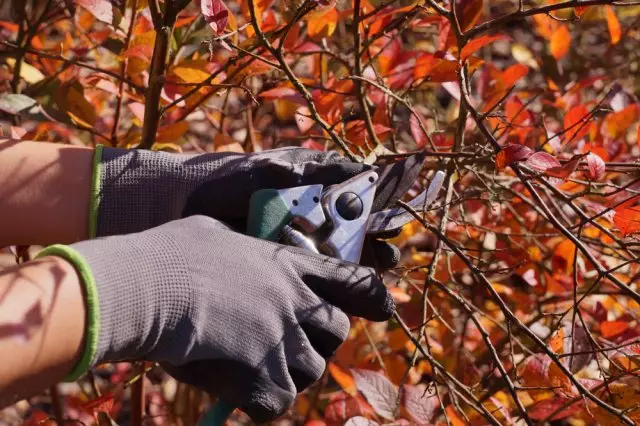 Ukusika ama-blueberries