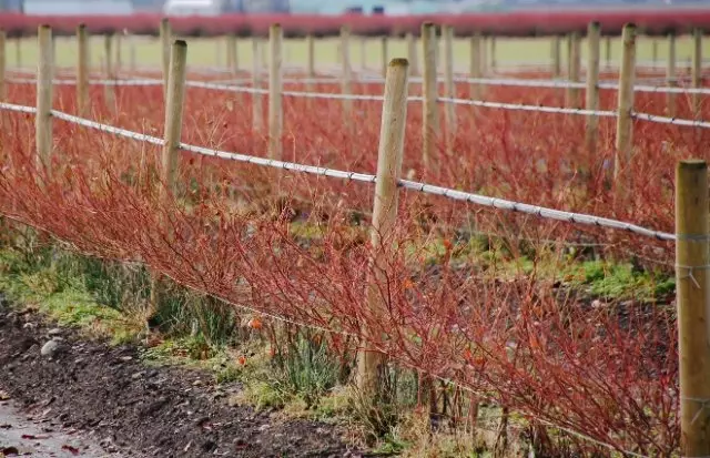 Blueberry Winter.