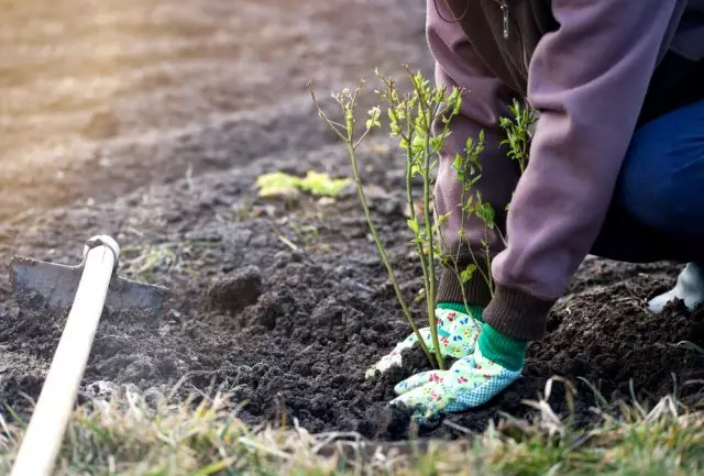 Ukufika ama-Blueberries