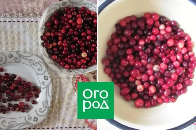 Preparación de cranberry.