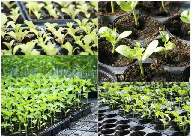 It's time to sow, or with Veltorf - seedlings without problems