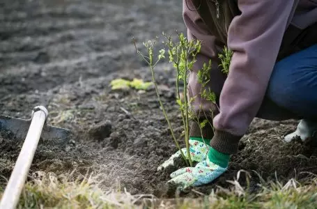 Бакчадагы арбуздарды отургузуунун 5 жырткыч 639_5