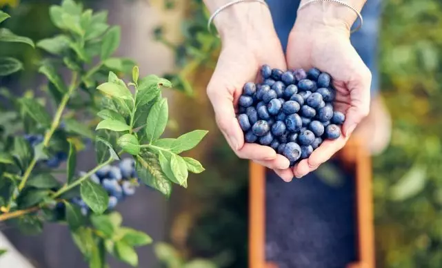 5 Raġunijiet Tajba Biex Pjanti Blueberries fil-Ġnien 639_6