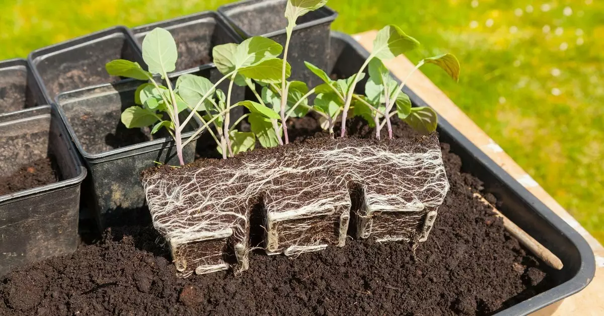 How to grow strong seedlings - 5 simple rules