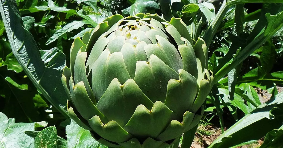 Kako rasti artichokes: sve o sortima i agrotehnologiji