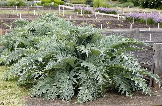 Artichoke Bush aias