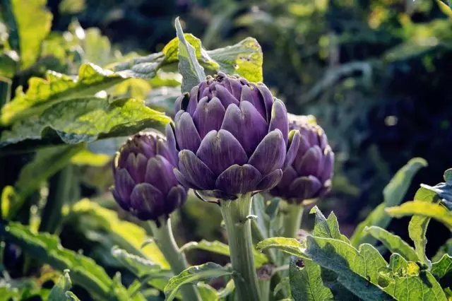 I-corstre artichoke