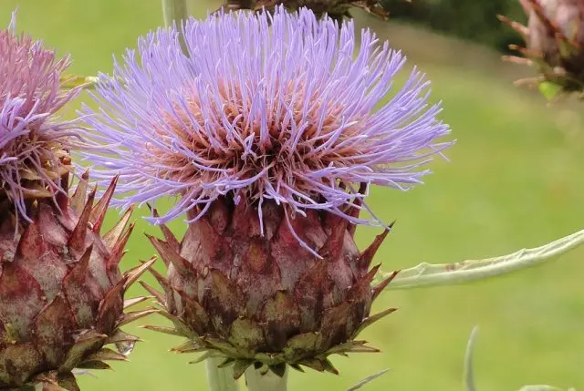 Alcachofa florida