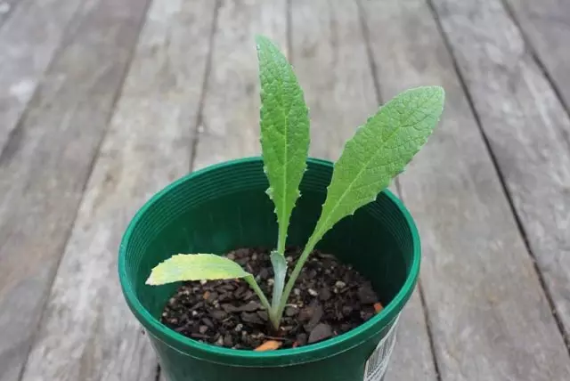 Artichok bercambah