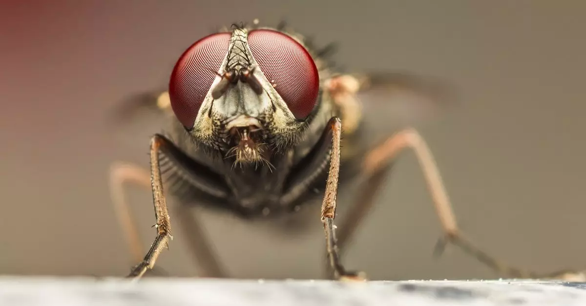 Where in the house in the fall, flies are taken and how they are being saved