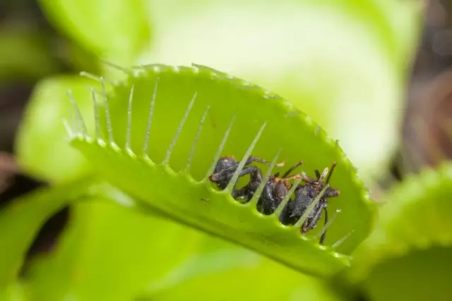 Veneros flytrap.