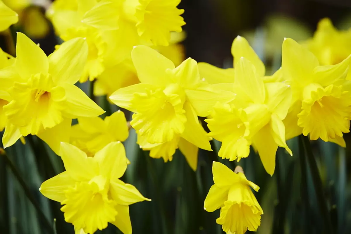 Daffods