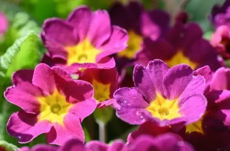 Veġetali Garden.Ru jirrakkomanda: fjuri sbieħ, li għalihom huwa prattikament l-ebda ħtieġa għall-kura għall 6408_3