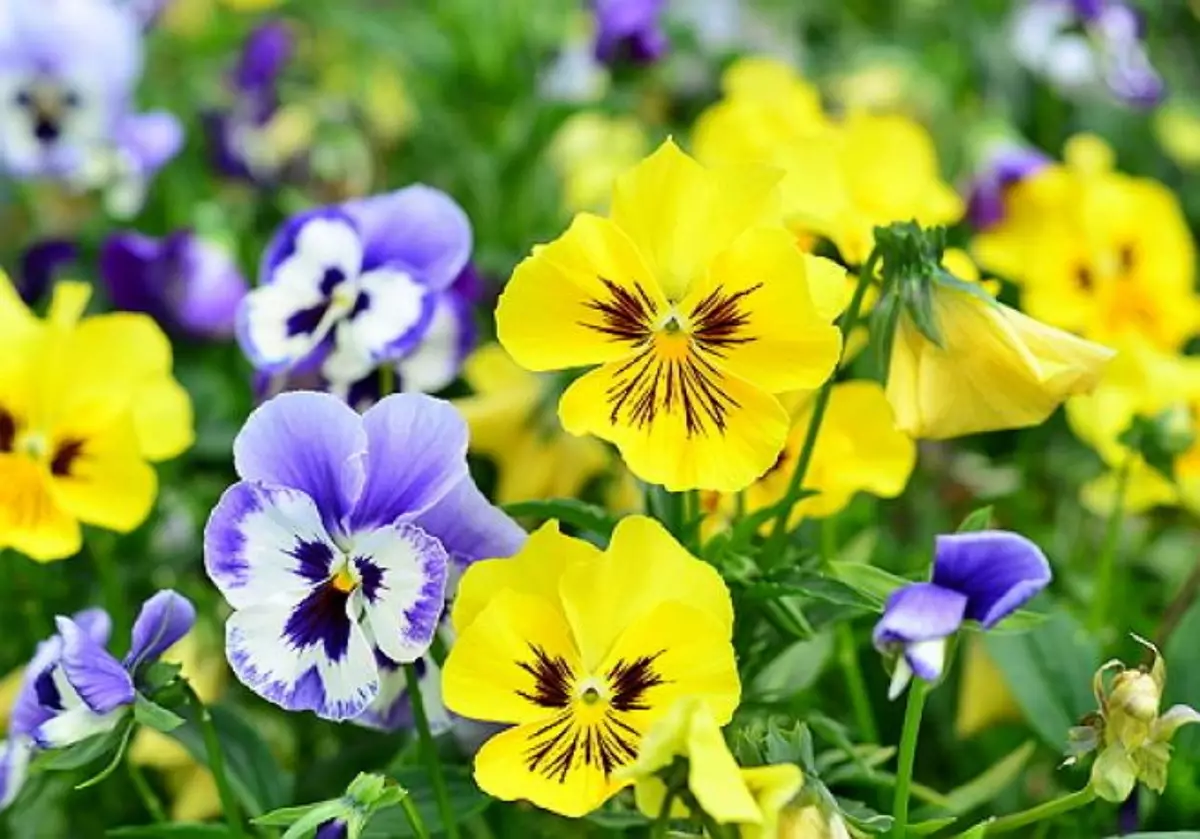 Pansies