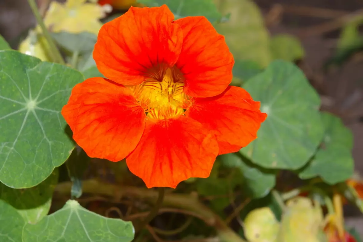 Nasturtium.