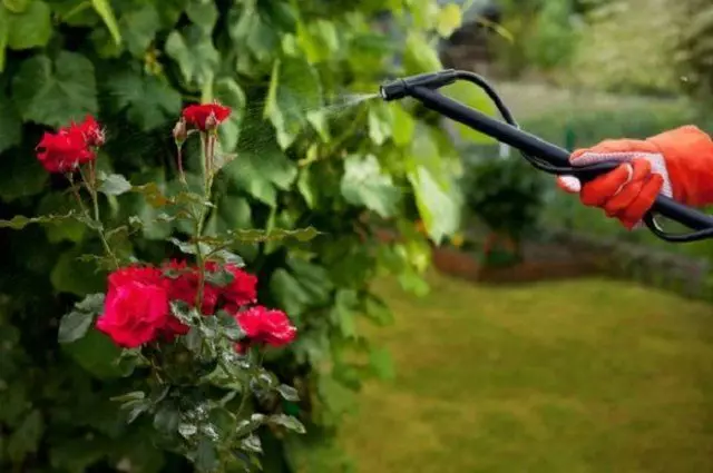 Ask expert: feeding, pruning and vaccination roses