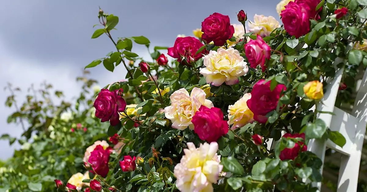 What roses to buy this autumn: new grades 2020