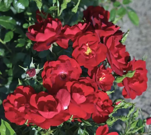 Variététies New nan Roses 2020