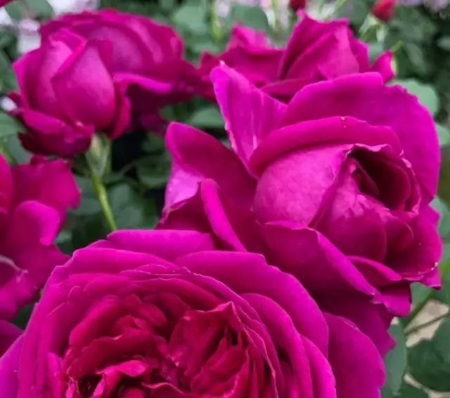 Variététies New nan Roses 2020