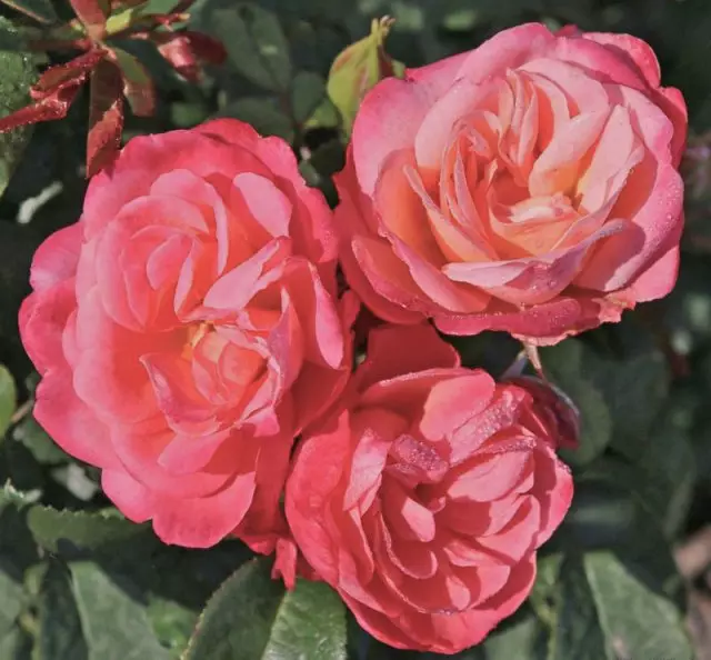 Variététies New nan Roses 2020