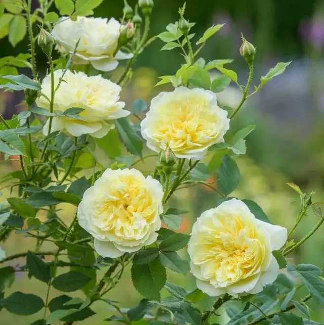 Variététies New nan Roses 2020