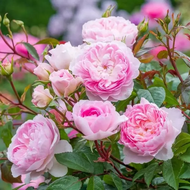 Variététies New nan Roses 2020